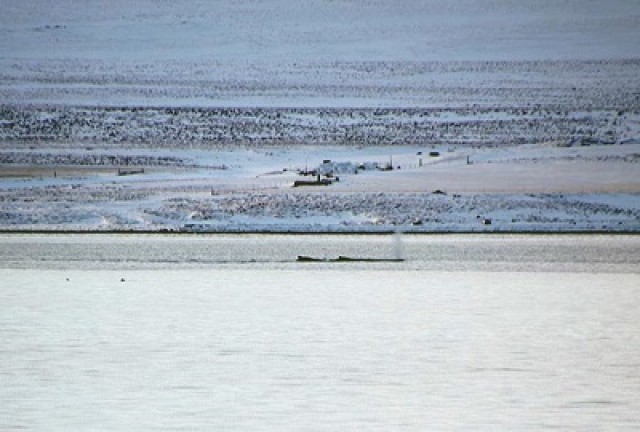 Svamlandi hvalir í Miðfirði | Húnaþing vestra